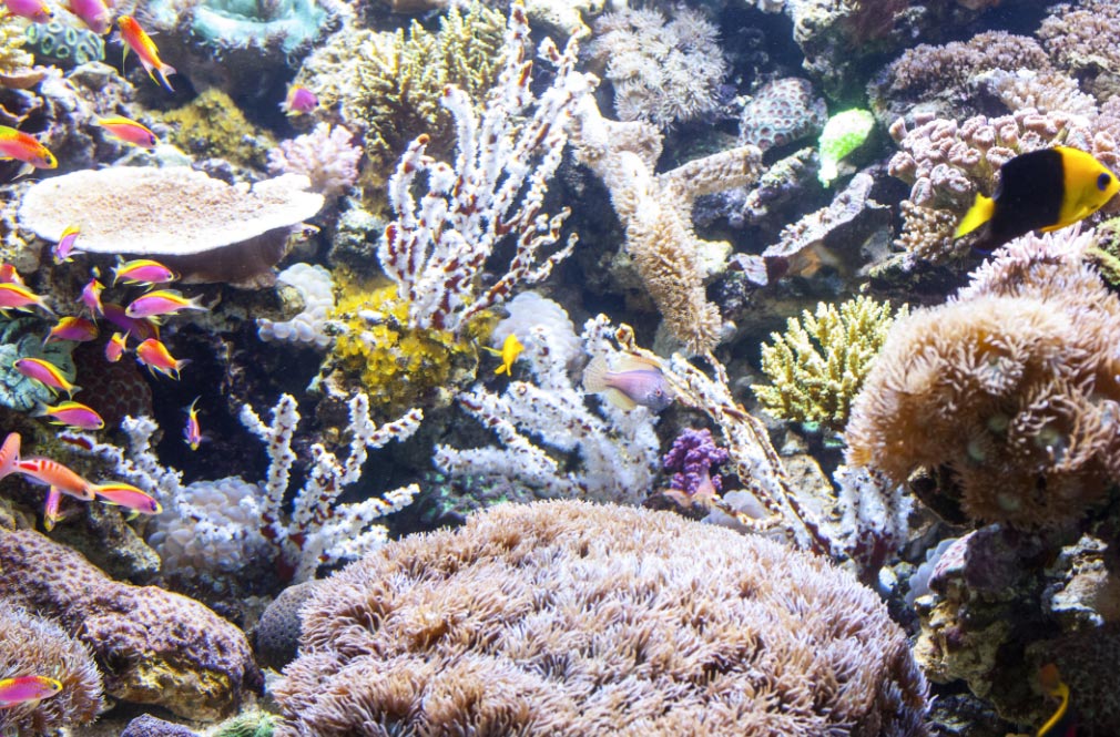 Sin la luz adecuada, los corales pasan hambre | El Digital de Asturias